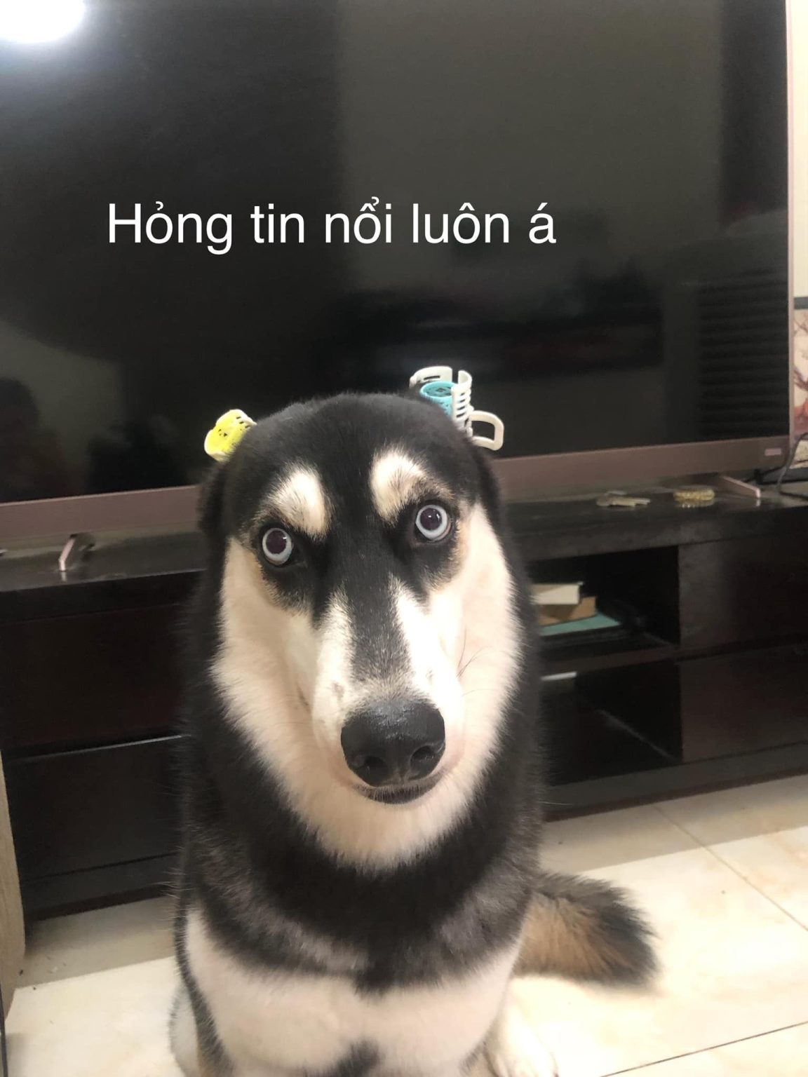 Tổng hợp meme chó, mèo hài hước để gửi bạn bè
