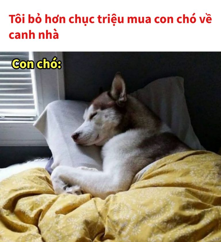 Tổng hợp meme chó, mèo hài hước để gửi bạn bè
